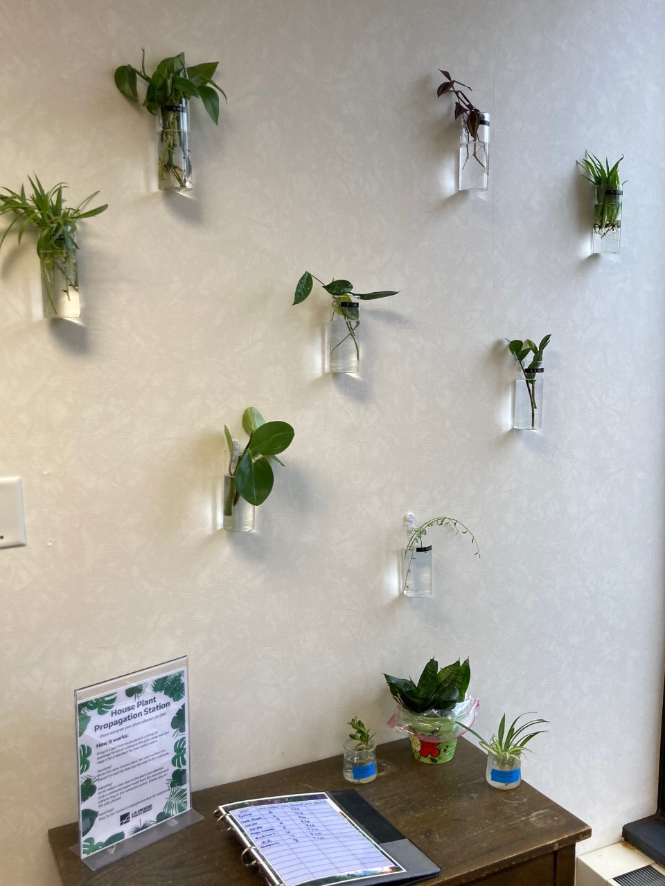 Houseplant Propagation Station | La Crosse Public Library
